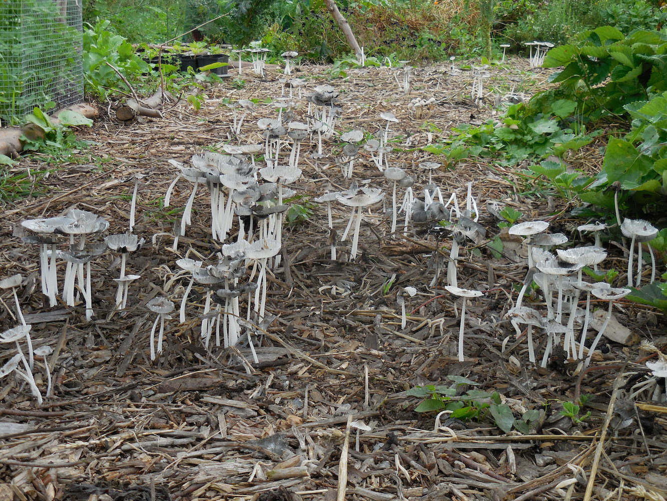 29 september – blijven gaan! – Far Field